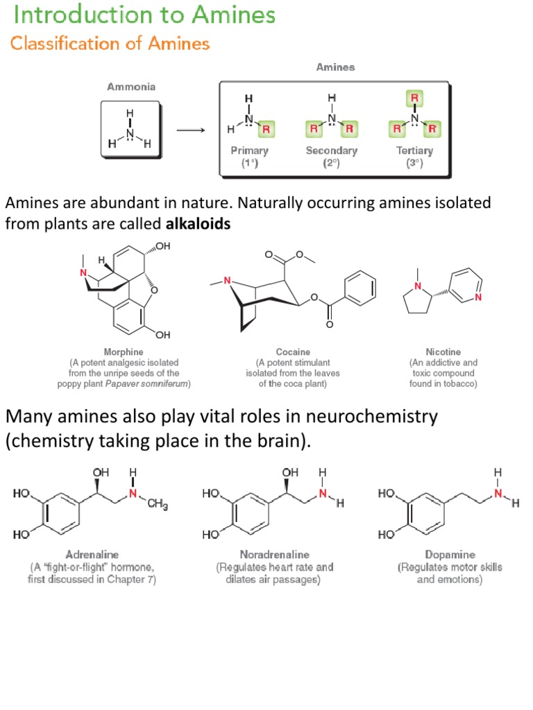 Understanding Amines and Their Roles | PDF