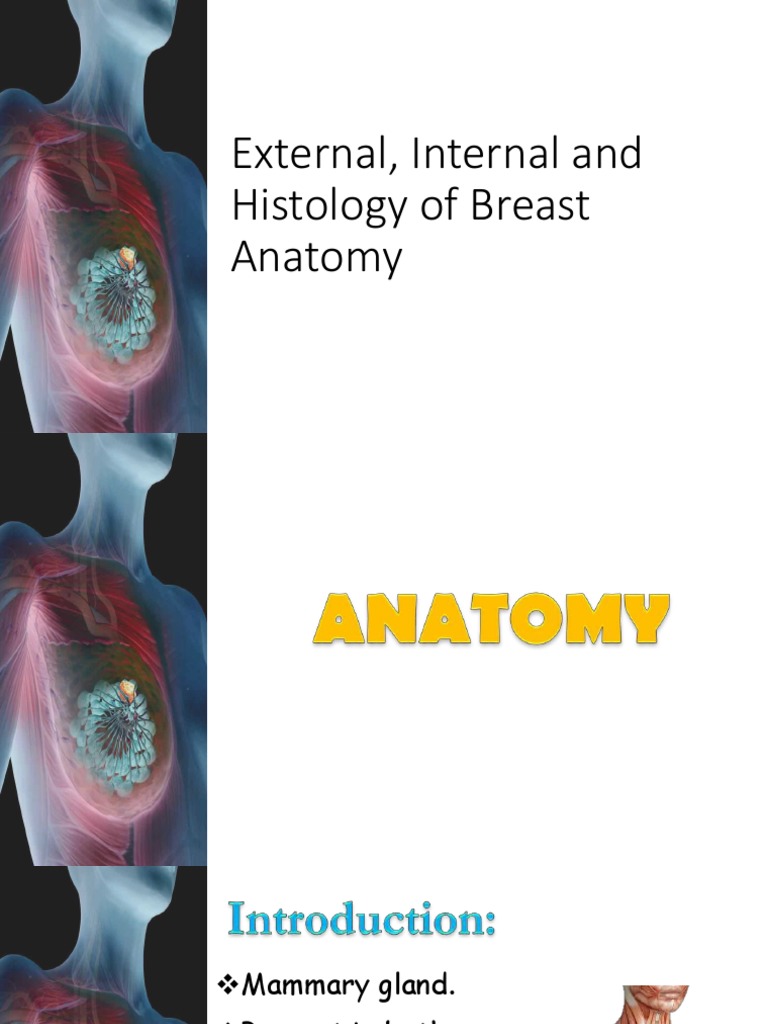 Module 2 - External and Internal BAP | PDF | Breast | Vein