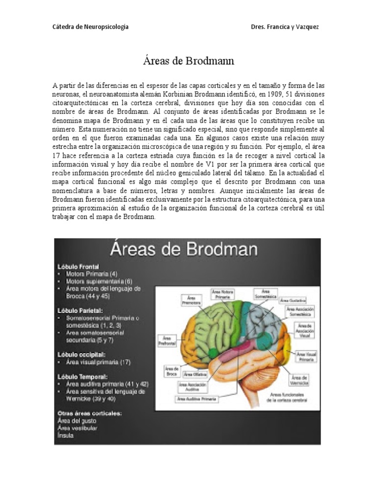 Mapa de Brodmann: Funciones Cerebrales | PDF | Lóbulo temporal | Corteza cerebral