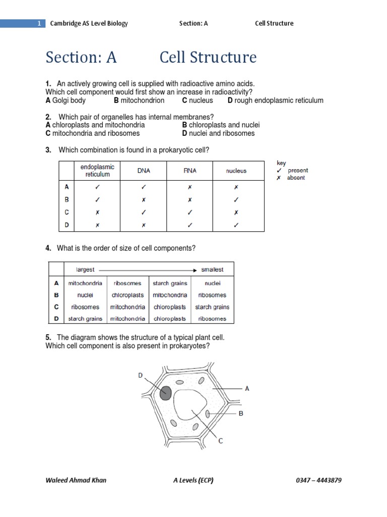 AS Level Biology: Cell Structure Exam Questions | PDF | Cell (Biology ...