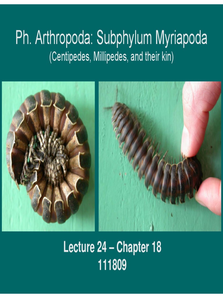 Myriapoda | PDF | Arthropods | Zoology