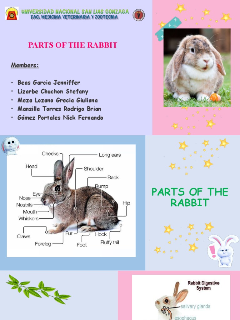 Parts of The Rabbit | PDF