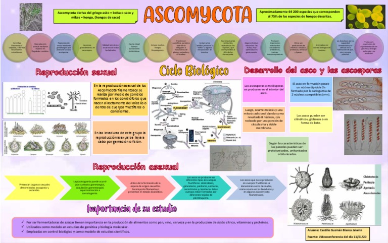 Mapa de Ascomycota | PDF | Hongo | Biología