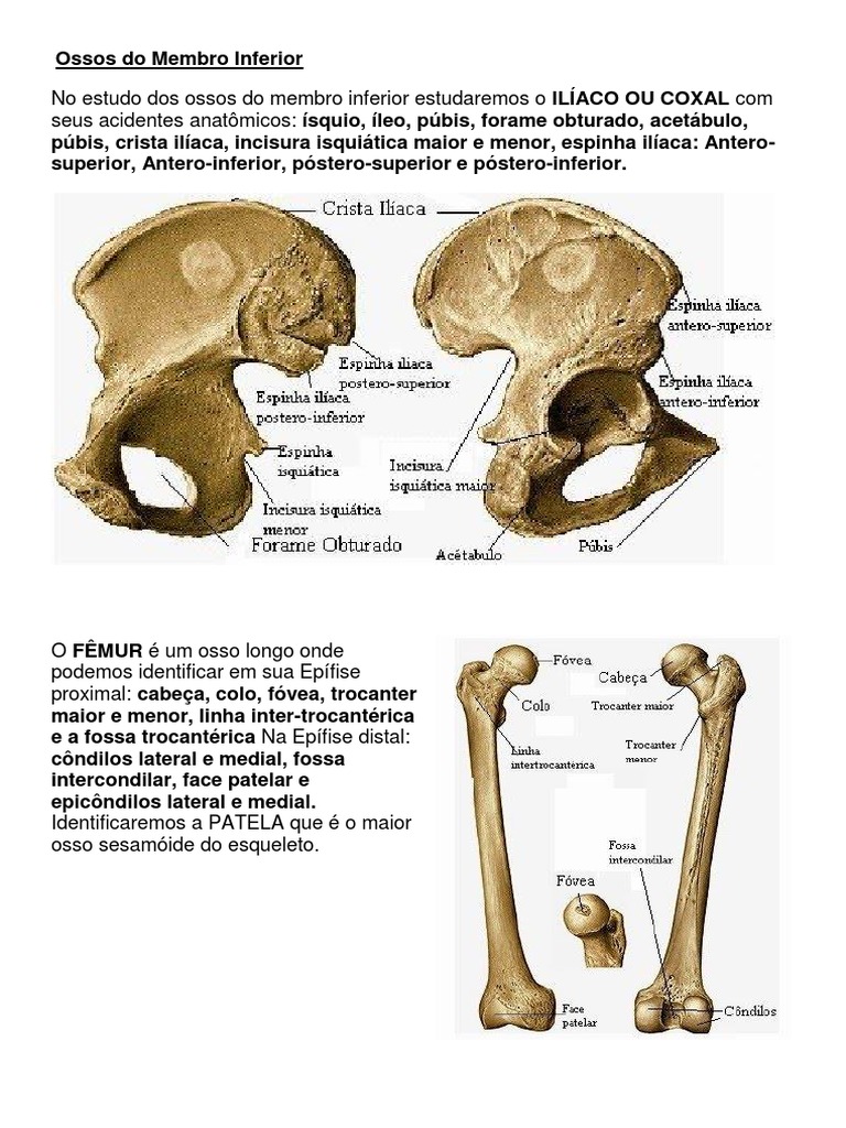 Ossos Do Membro Inferior | PDF