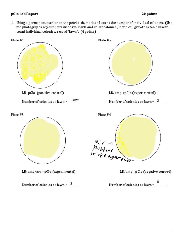 Air Bubbles The Agar: Pglo Lab Report 20 Points | PDF | Experiment ...