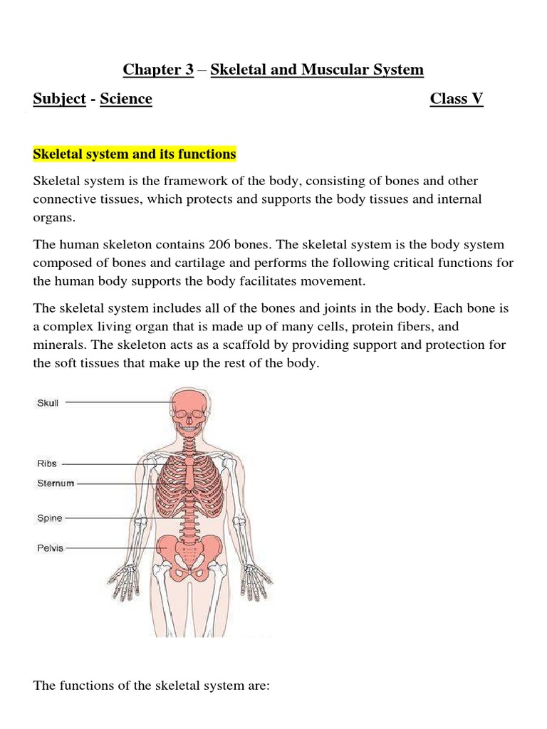 Class 5 - Science Chapter 3 | PDF | Skeleton | Bone