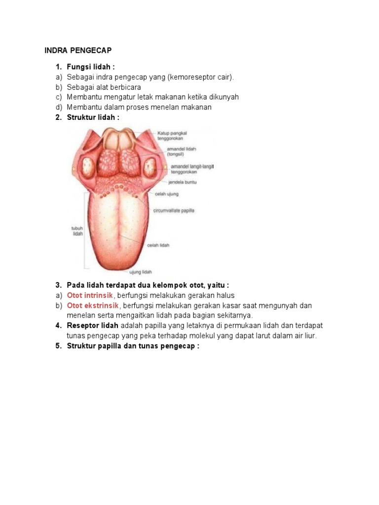 Indra Pengecap | PDF