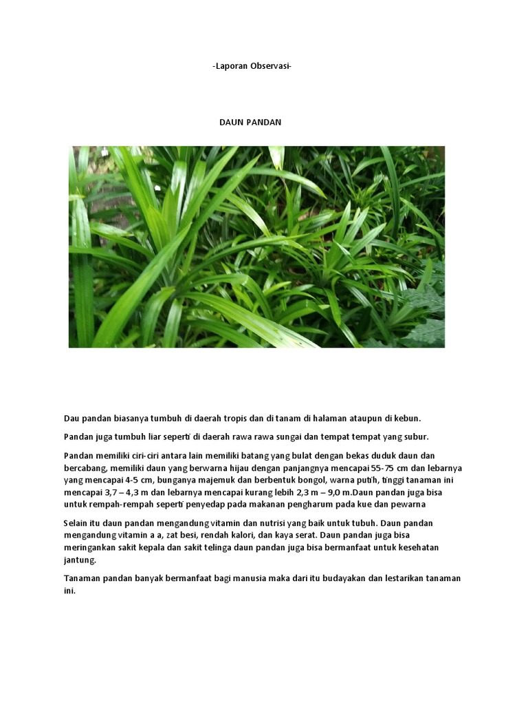Observasi Daun Pandan | PDF