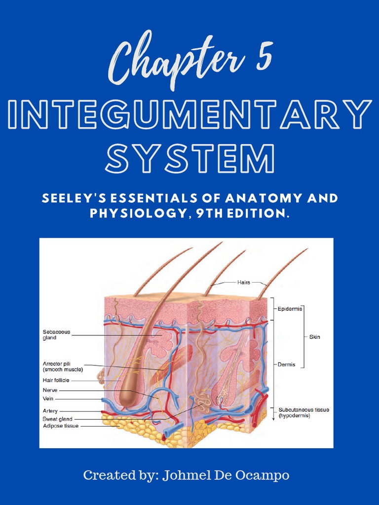 A-P Chapter 5 Integumentary System | PDF | Skin | Integumentary System