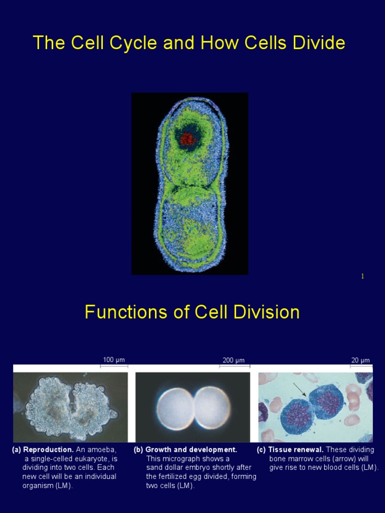 Cell Cycle and Mitosis | PDF | Mitosis | Chromosome