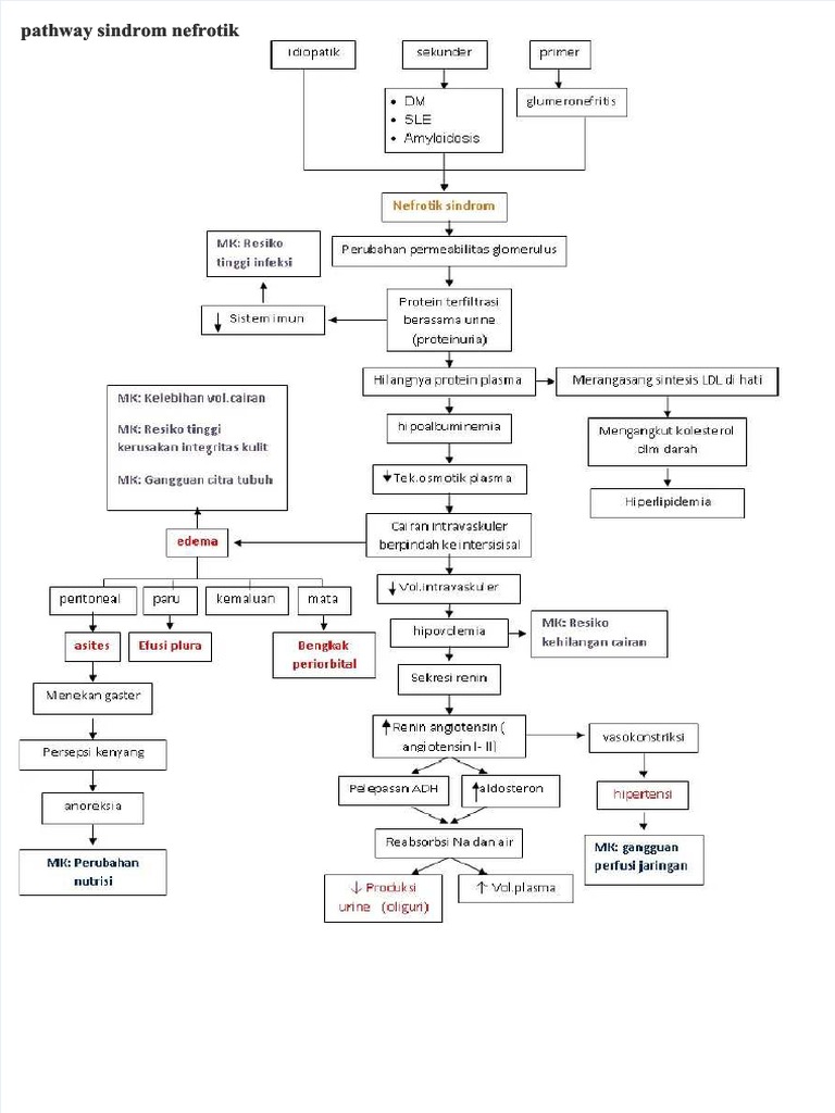 PDF Pathway Sindrom Nefrotik DL | PDF
