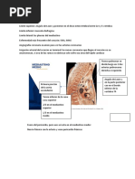 Netter Corazon | PDF | Ventrículo (corazón) | Corazón