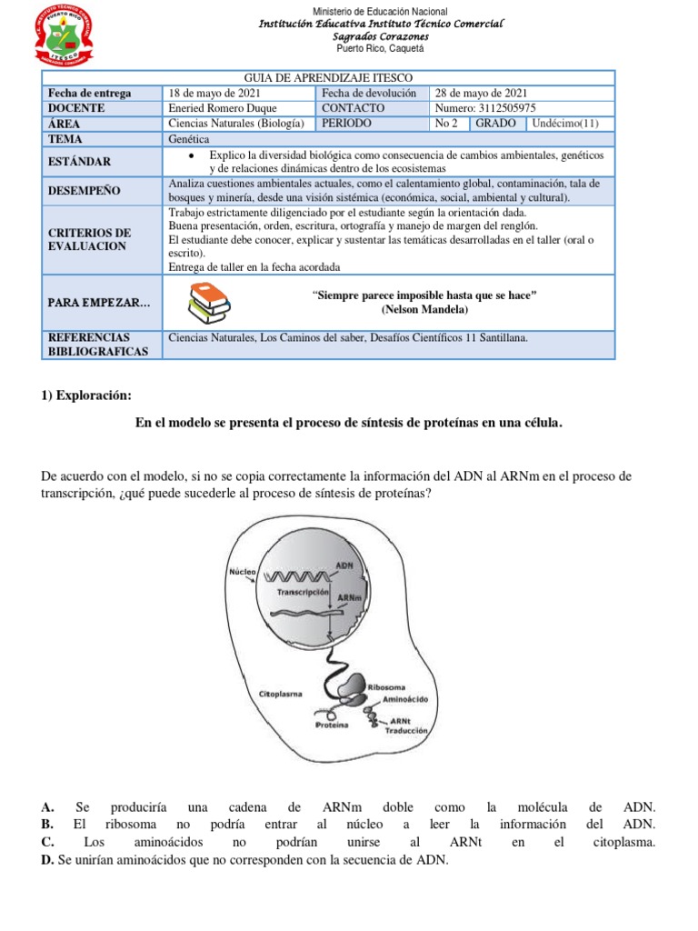 Guia-Repaso de Genetica en Tipo Prueba Saber para Undecimo | PDF | Rna ...