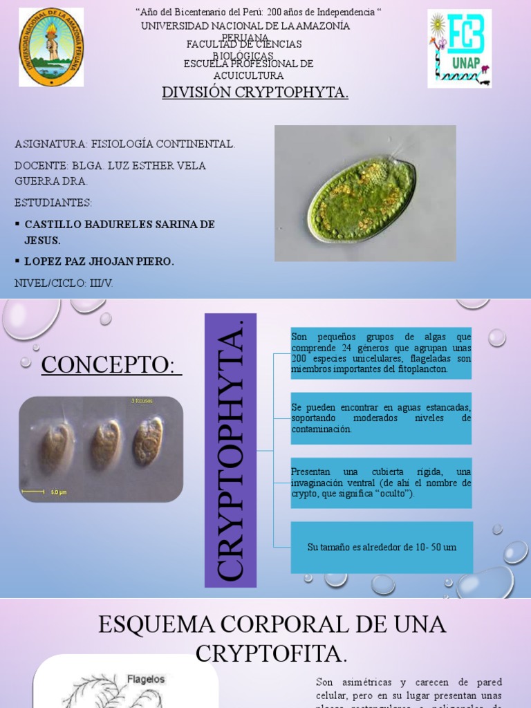 Division Cryptophyta | PDF | Biología | Organismos