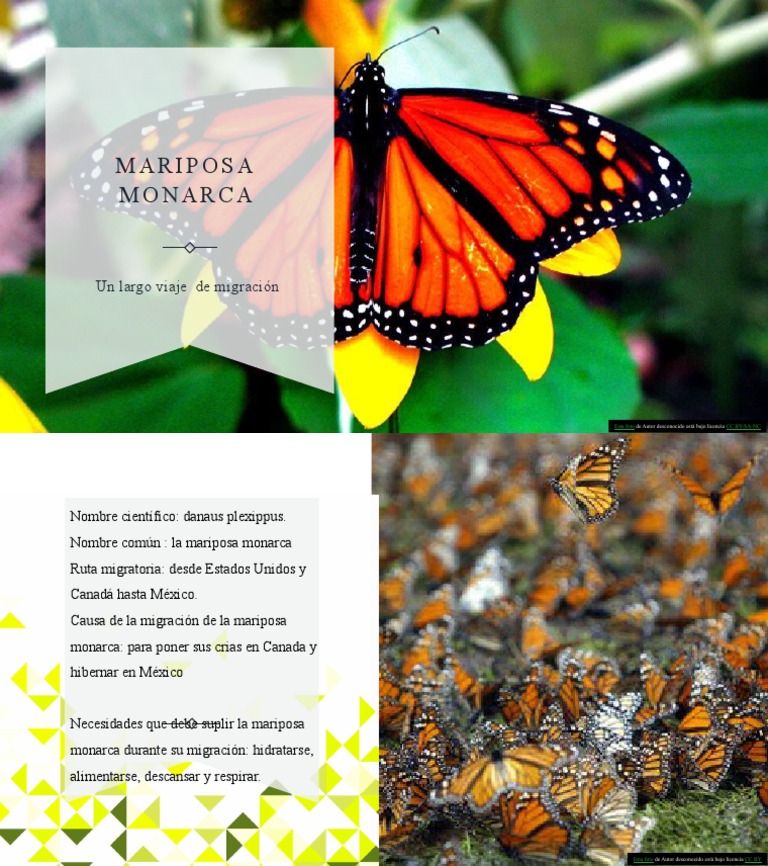 Viaje Migratorio de la Monarca | PDF | Ciencia y matemáticas