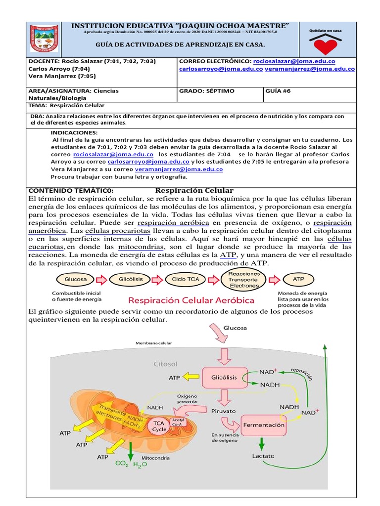 Guía de Aprendizaje: Respiración Celular | PDF | Isótopo | Respiración ...