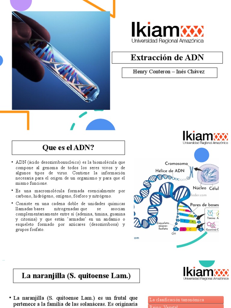 Extracción de ADN | Descargar gratis PDF | Adn | Plantas