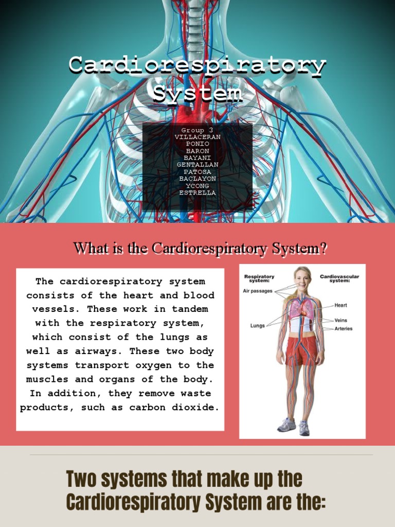 Cardiorespiratory System | PDF | Respiratory Tract | Respiratory System