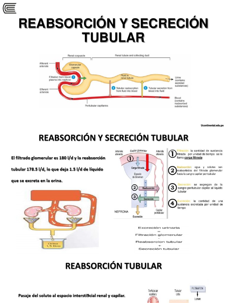 Reabsorción y Secreción Tubular Renal | PDF | Cocina, comidas y vino ...