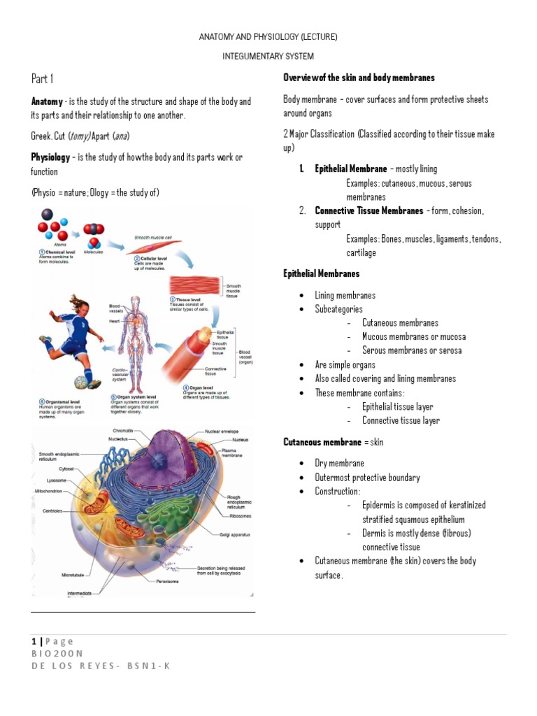 Integumentary System Pdf Skin Integumentary System