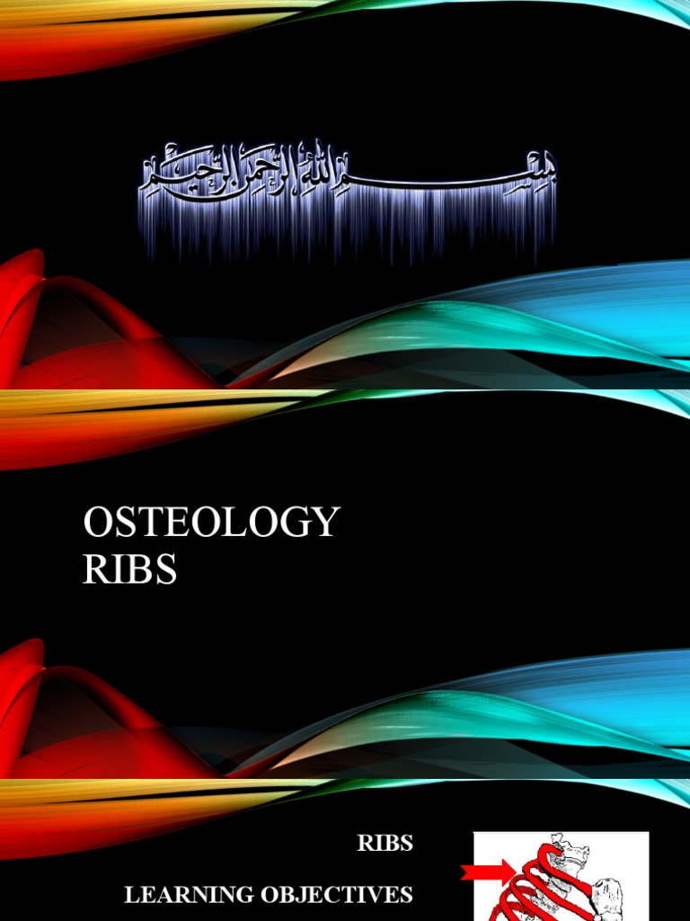 RIBS | PDF | Vertebra | Thorax (Human Anatomy)