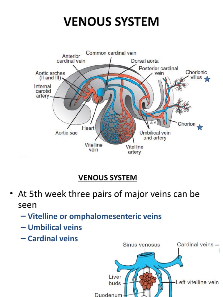 Development of Embryonic Venous System | PDF | Vein | Circulatory System