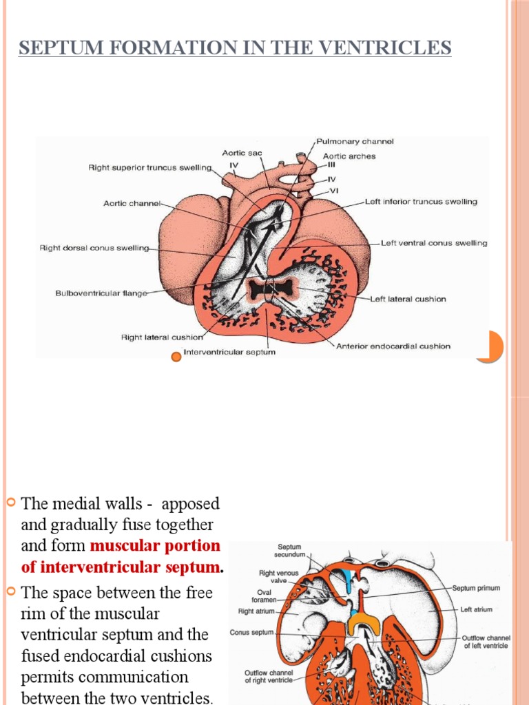 Septum Formation in The Ventricles | PDF | Aorta | Congenital Heart Defect