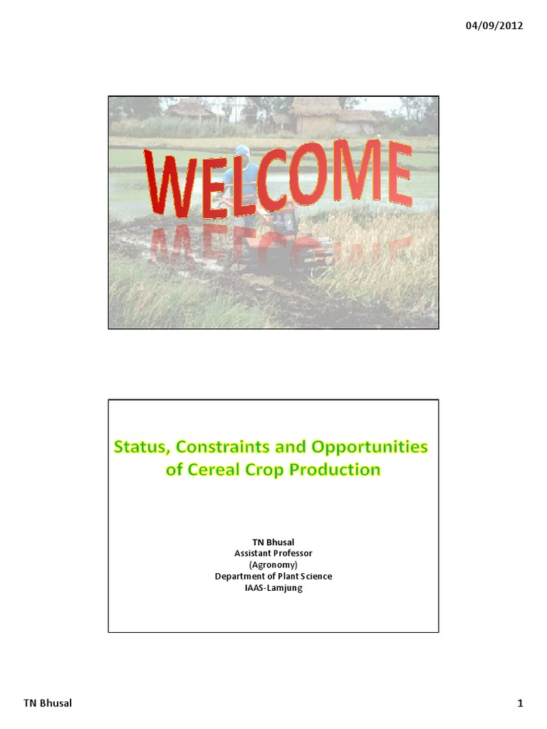 Global and Local Cereal Production Insights | PDF | Cereals | Agriculture