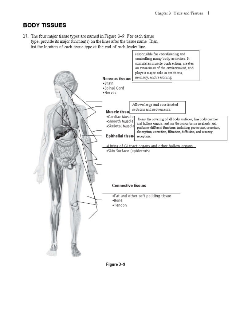 Workbook Tissues | PDF | Epithelium | Connective Tissue