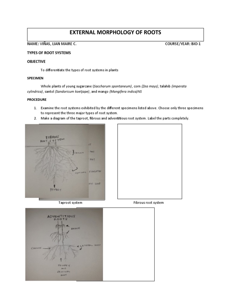 External Morphology of Root Systems | PDF | Root | Carrot