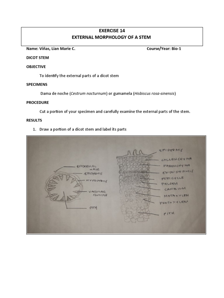 External Morphology of Dicot and Monocot Stems | PDF | Leaf | Plant Stem