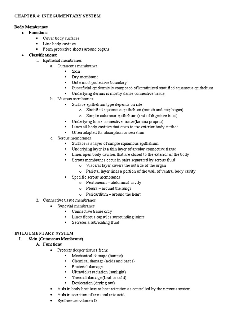 Chapter 4 Integumentary System | PDF | Skin | Epithelium