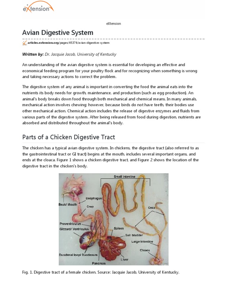 Avian Digestive System - Extension | PDF | Digestion | Human Digestive ...