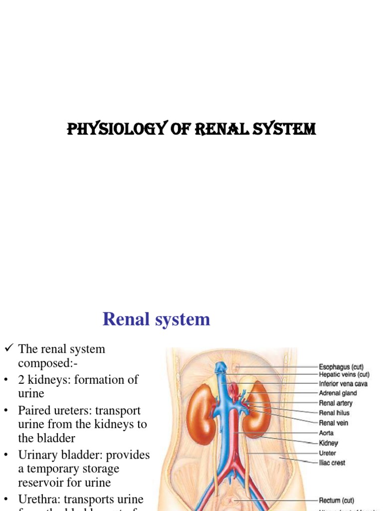 Physiology OF Renal SYSTEM | PDF | Kidney | Urinary System