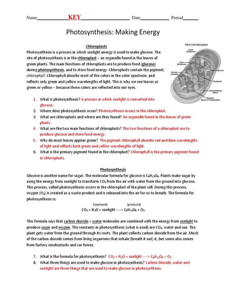 Photosynthesis Worksheet Key | PDF | Photosynthesis | Cellular Respiration
