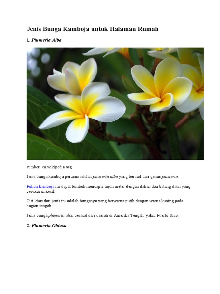 Jenis Bunga Kamboja Untuk Halaman Rumah: 1. Plumeria Alba | PDF