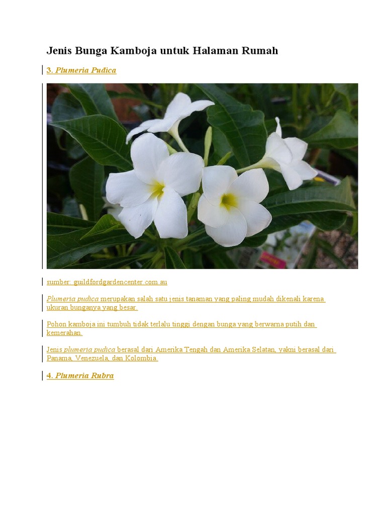 Jenis Bunga Kamboja Untuk Halaman Rumah: 3. Plumeria Pudica | PDF