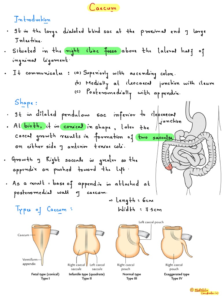 Abdominal Organ - Large Intestine - Caecum | PDF | Peritoneum | Abdomen