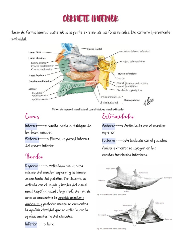 Cornete Inferior | PDF