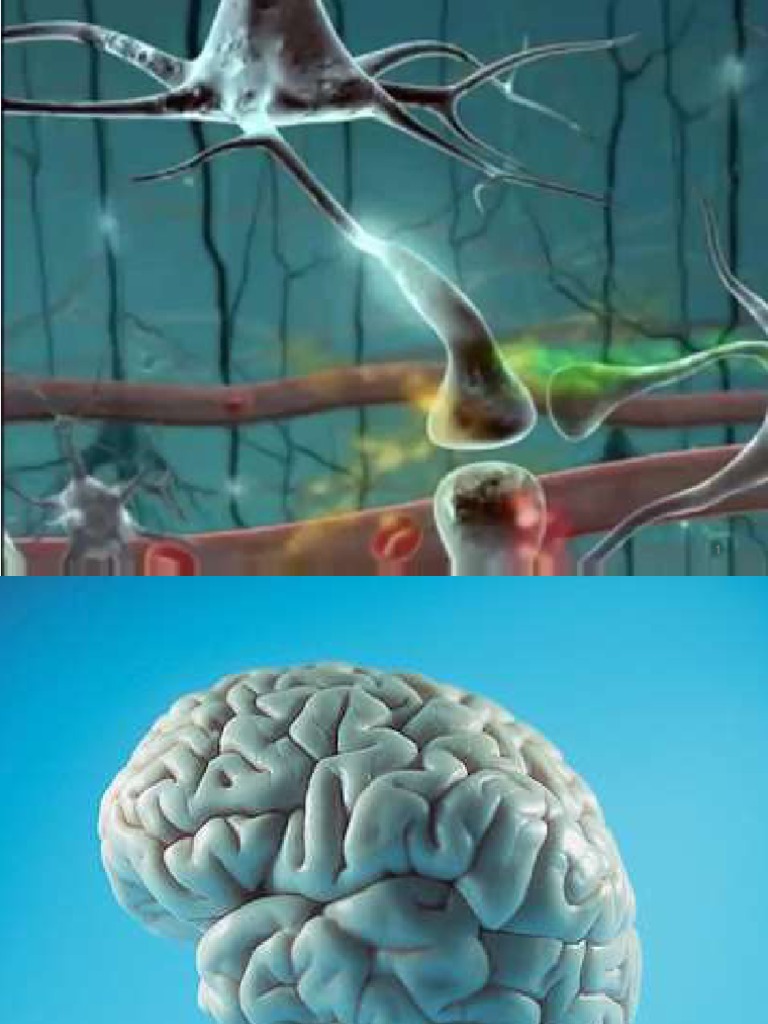 Systema Nervosum Centrale | PDF