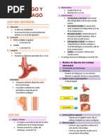 Anatomia, Irrigacion, Inervación Del Esofago y Estomago | PDF ...