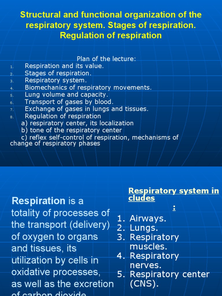 Structural and Functional Organization of The Respiratory System ...