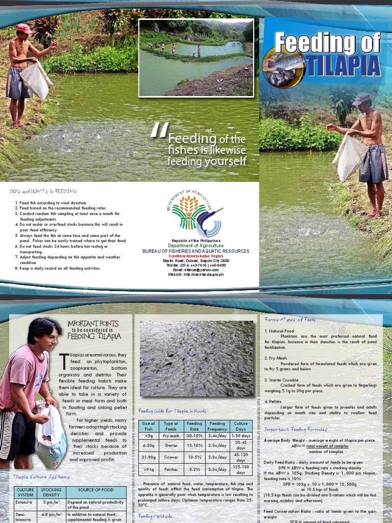 Feeding of Feeding Of: Tilapia | PDF | Foods | Plankton