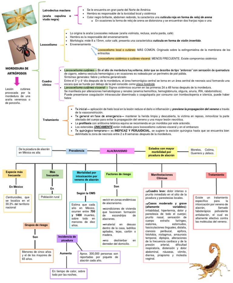 Alacranismo y Mordedura de Artrópodos 1 | PDF | Araña | Medicina