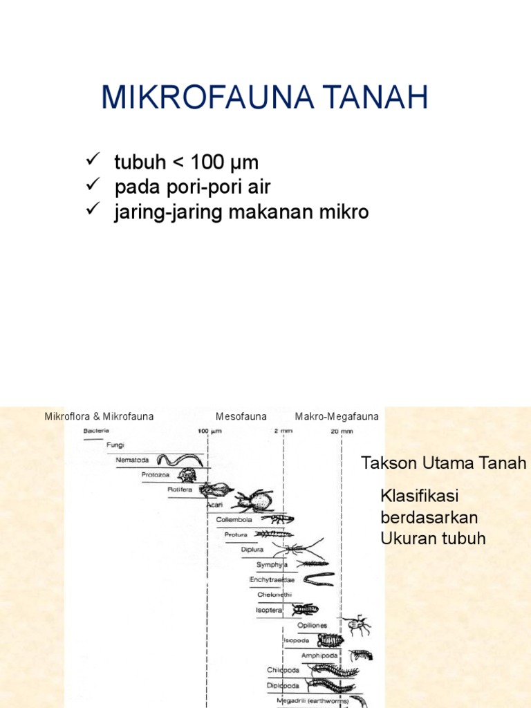 Mikrofauna & Mesofauna | PDF