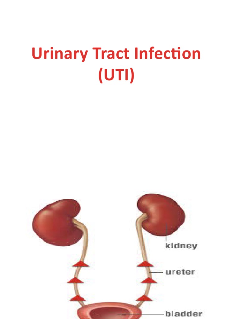Urinary Tract Infection (UTI) | PDF | Urinary Tract Infection | Urinary ...