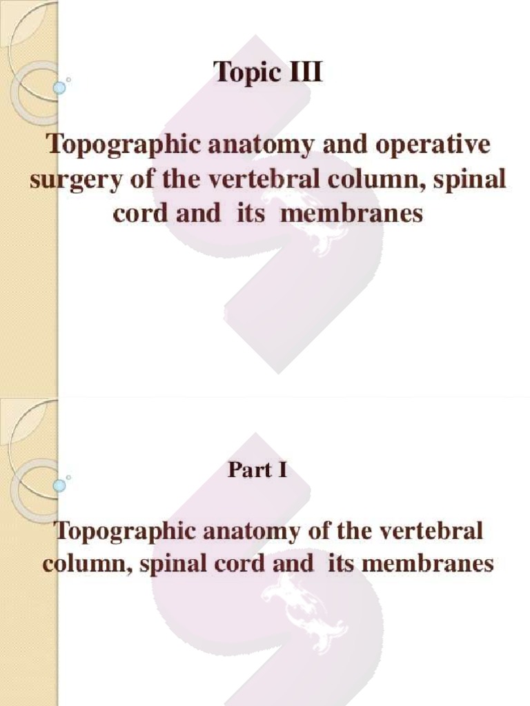 Complete Slides | PDF | Vertebra | Vertebral Column
