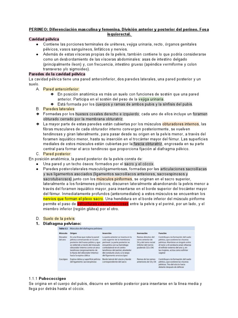Anatomía del Perineo y Cavidad Pélvica | PDF | Pelvis | Vagina