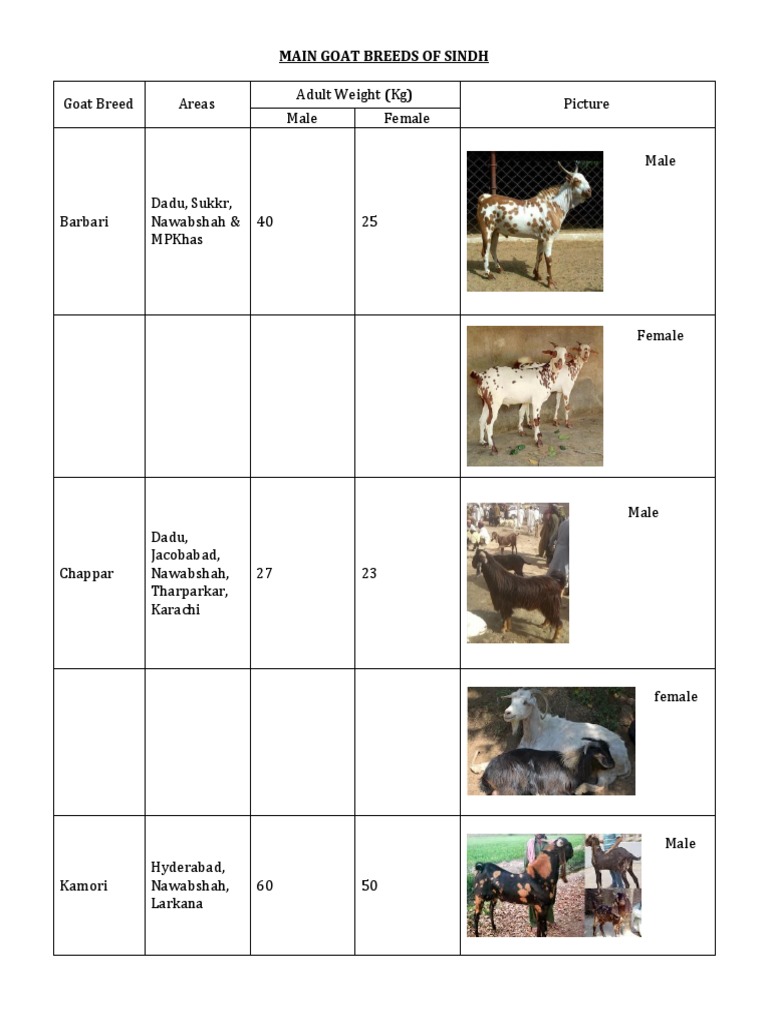 Goat Breed Areas Adult Weight (KG) Picture Male Female Male: Main Goat ...