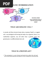 Rosie The Transgenic Cow | PDF